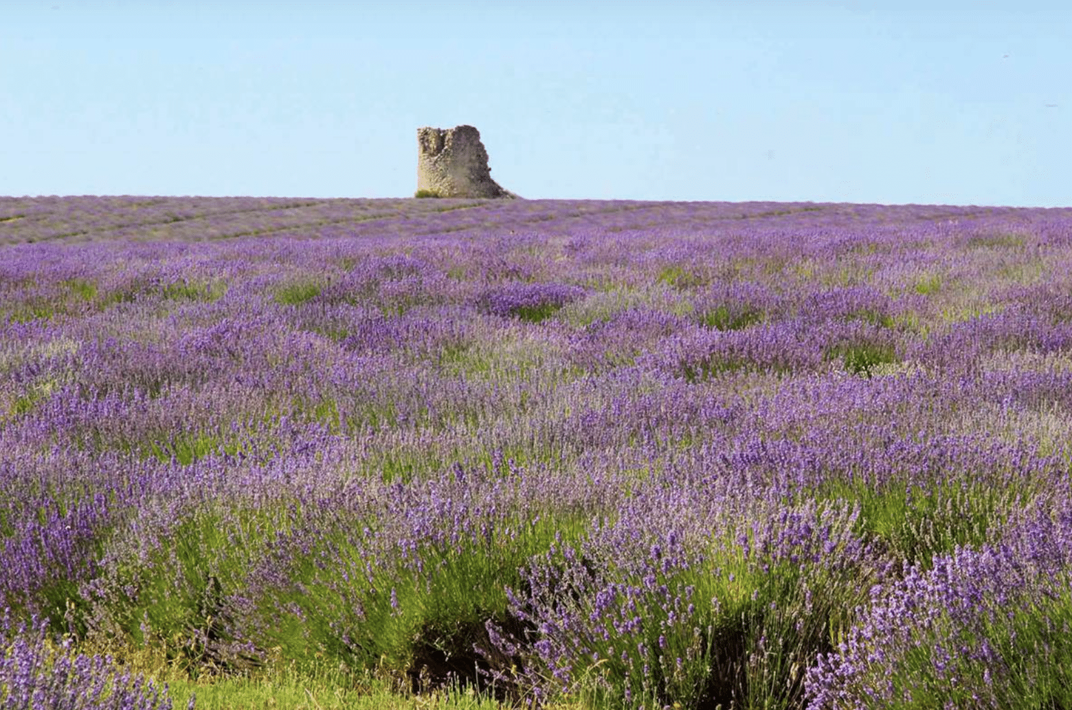 Balade en Provence : visitez le Musée de la Lavande pour découvrir l ...